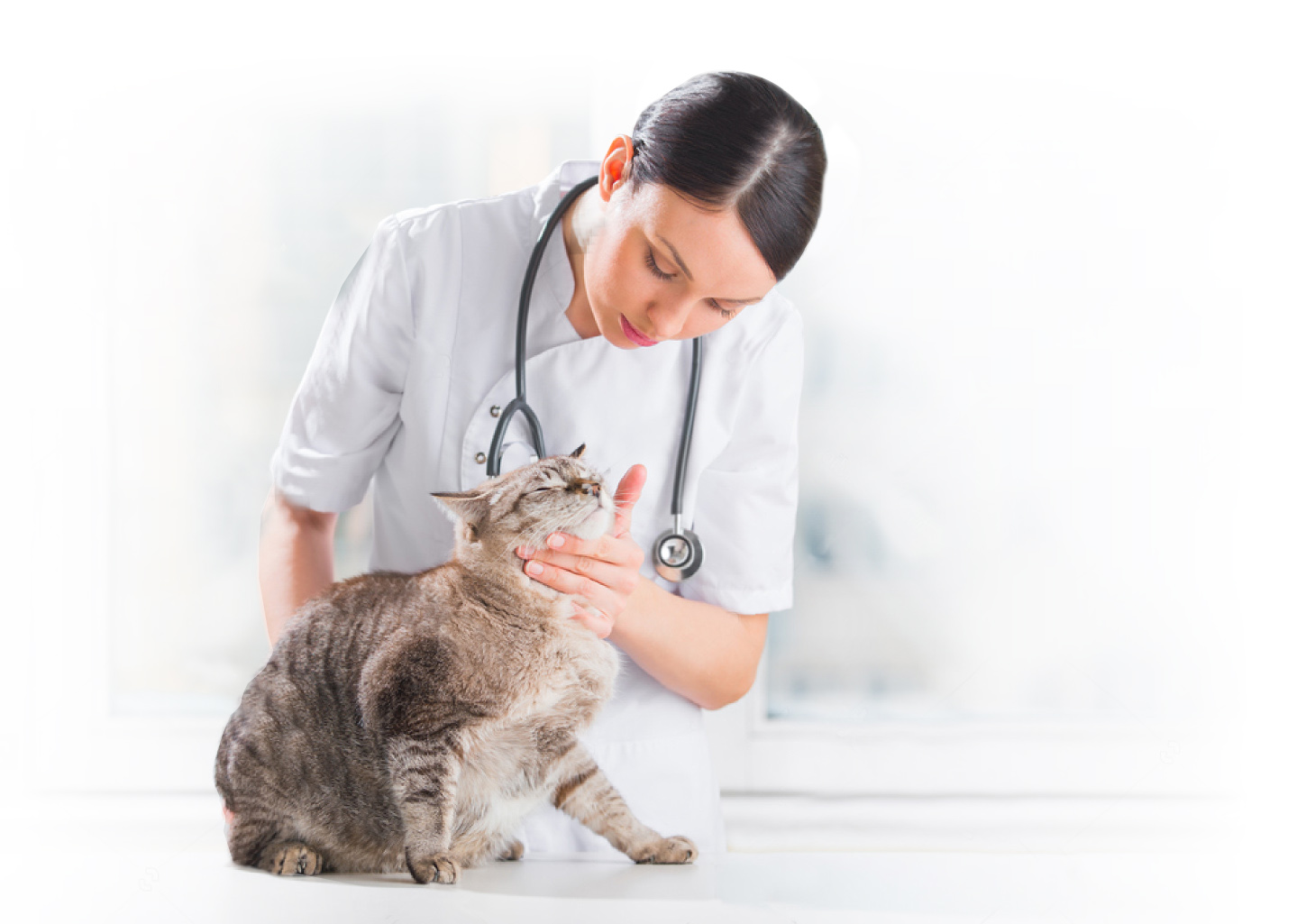 Hospital – Veterinario Rivera